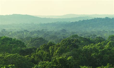 En El Planeta Perdi Millones De Hect Reas De Bosques