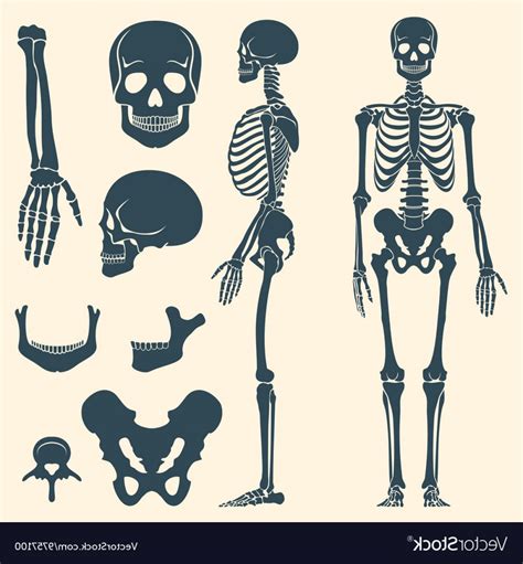 Human Skeleton Vector At Vectorified Collection Of Human Skeleton