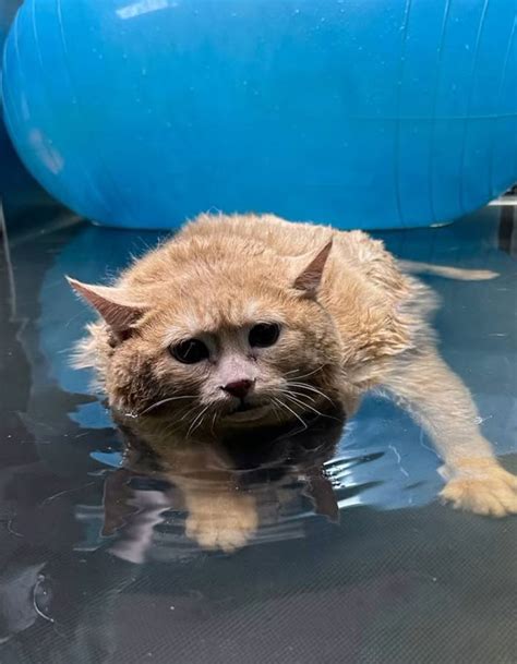 En Fotos Muri Crumbs El Gato Que Se Volvi Viral Por Ser El M S