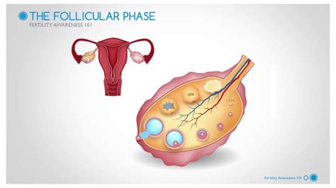 Part 4 The Follicular Phase YouTube