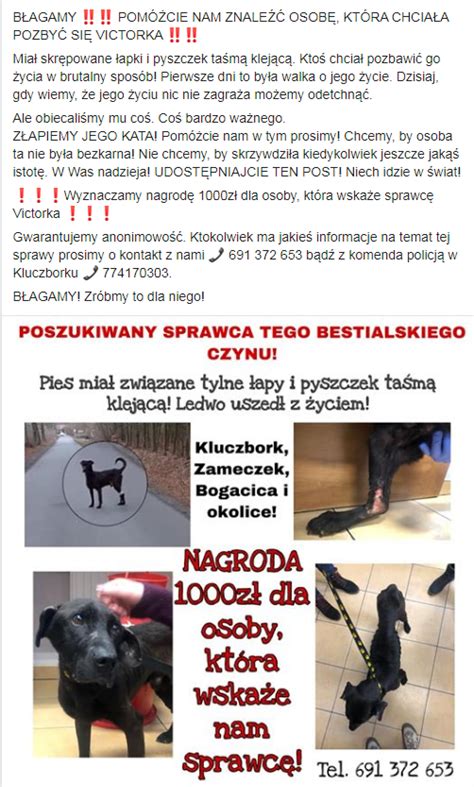 Chciał zabic psa pod Kluczborkiem 1000 zł nagrody za wskazanie sprawcy