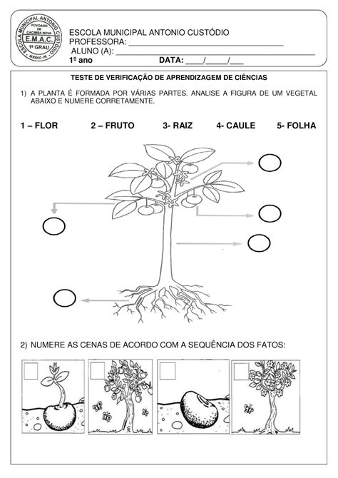 Avaliação De Ciências 4 Ano Seres Vivos E Ecossistemas BRAINCP
