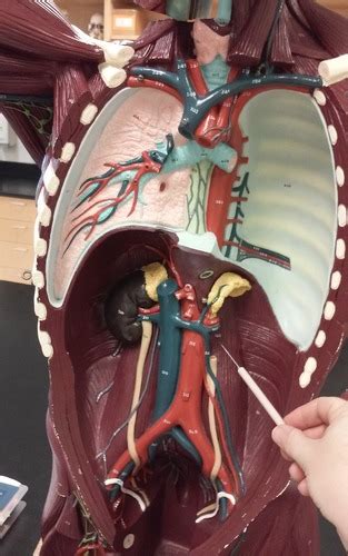 Bio Torso Model Part Internal Flashcards Quizlet