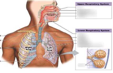 Upper Respiratory System Diagram Quizlet