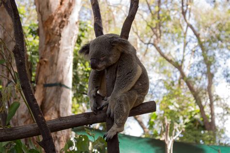 100 Koala Bilder Wallpapers