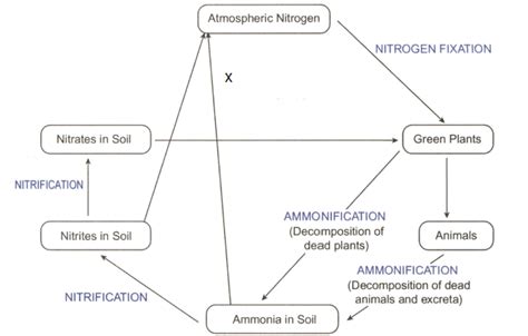 Draw A Neat And Welllabelled Diagram Of The Nitrogen Cycle