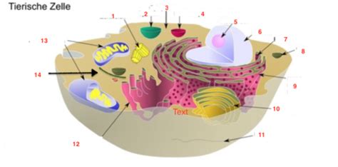 Biologie Zellbiologie Karteikarten Quizlet