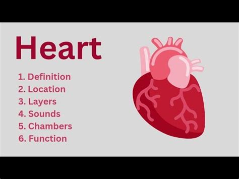 All About Heart Definition Location Layers Sounds Chambers