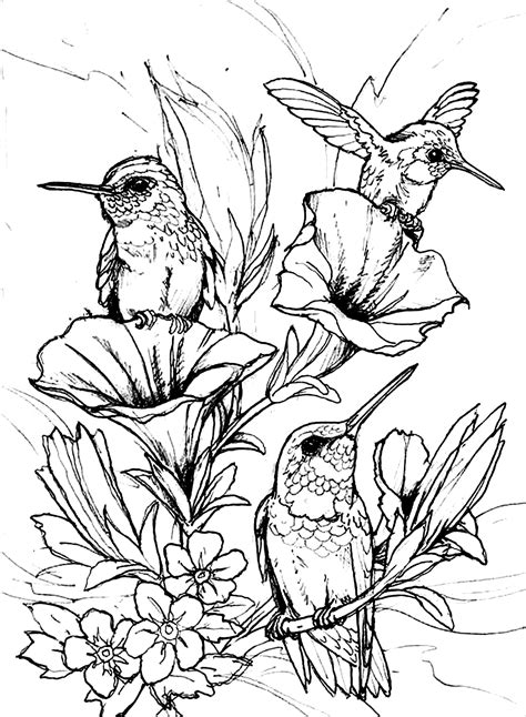 58 Hummingbird Coloring Pages ColoringPagesOnly