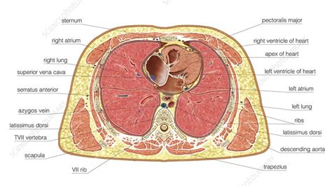 Transverse Section Anatomy