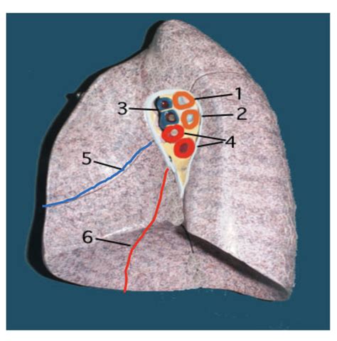 Block Thorax Hilum Of Right Lung Diagram Quizlet