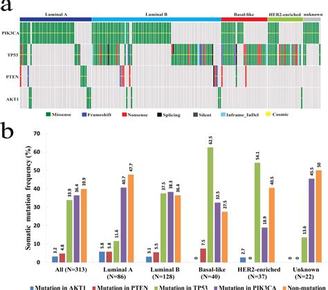 The Distribution Of Somatic Mutations In Different Breast Cancer