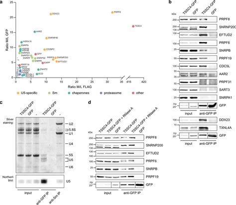 TSSC4 Associates Specifically With U5 SnRNP And PRPF19 Protein A