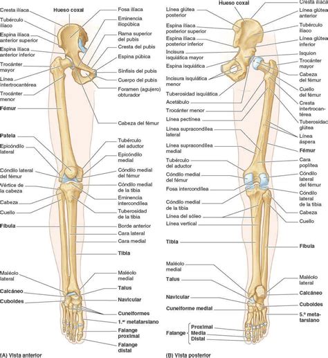 Anatomia Membros Inferiores Pdf BRAINCP