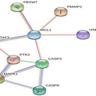String Proteinprotein Interaction Ppi Analyses Ppi Network