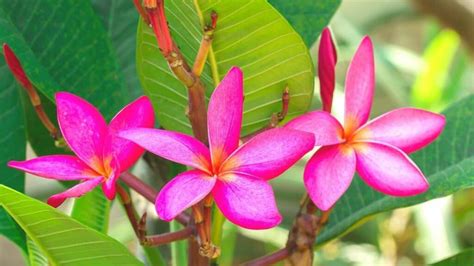 How To Grow Plumeria The Complete Guide