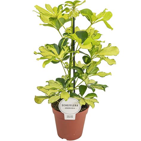 Schefflera Arboricola Melanie Plant Wholesale Floraccess
