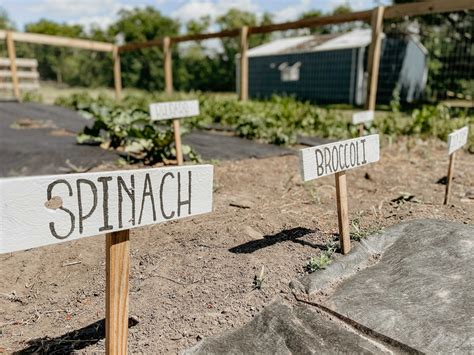 Cómo empezar un huerto ecológico en 9 pasos Blog Mas Salagros