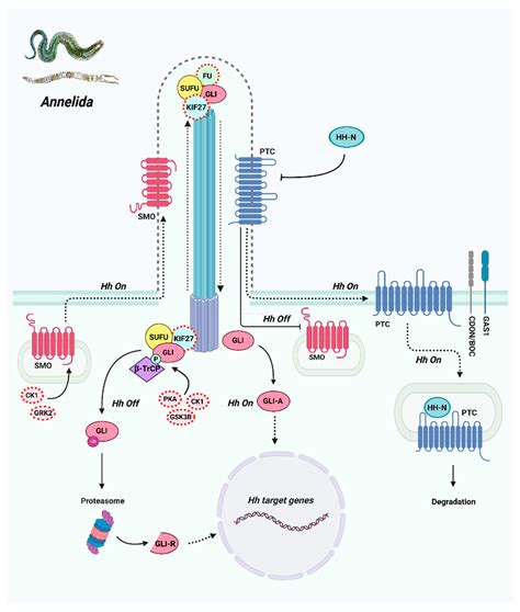 IJMS Free Full Text Gotta Go Slow Two Evolutionarily Distinct