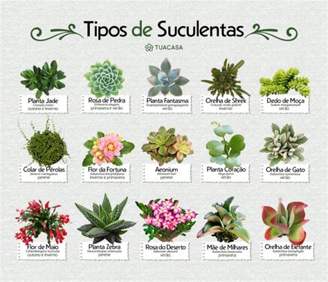 Suculentas Principais Tipos E Como Come Ar A Cultivar Em Casa
