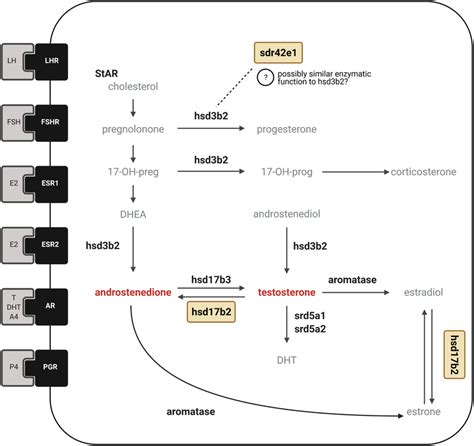 Candidate Genes Involved In Sex Hormone Synthesis And Signaling Download Scientific Diagram