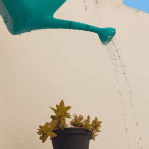 Cómo regar las plantas por arriba o por abajo Todo para tu hogar