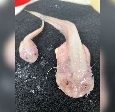 WA Scientists Help To Find Deepest Fish Ever Caught Australian