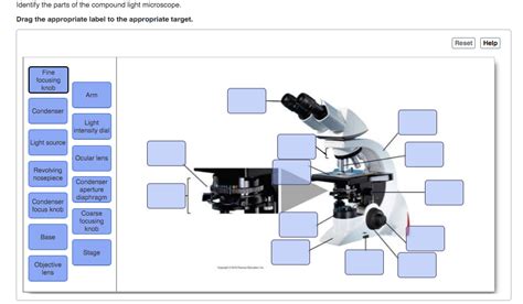 Identify The Parts Of Compound Light Microscope Quizlet Shelly Lighting