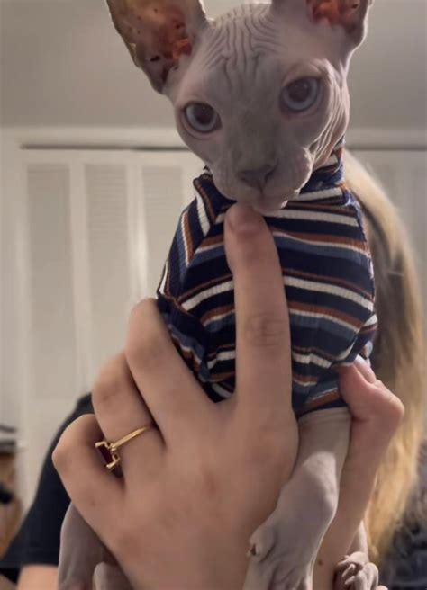 Nudacris Meets Fellow Naked Cat Nimbus And He S Not A Fan