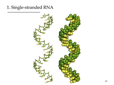 PPT Nucleic Acid Structure And Stability PowerPoint Presentation