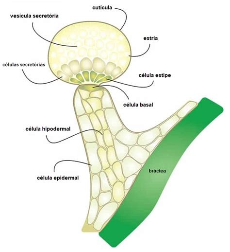 Anatomia Do Tricoma Entenda Essa Estrutura Girls In Green