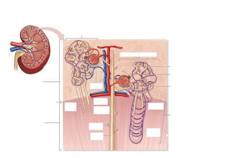 Two Types Of Nephrons Diagram Quizlet