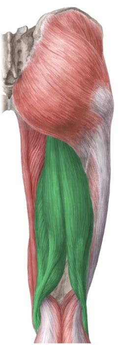 Posterior Thigh Muscles Diagram Quizlet