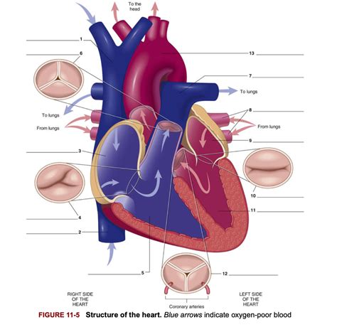 Chapter 11 Cardiovascular System Diagram Quizlet