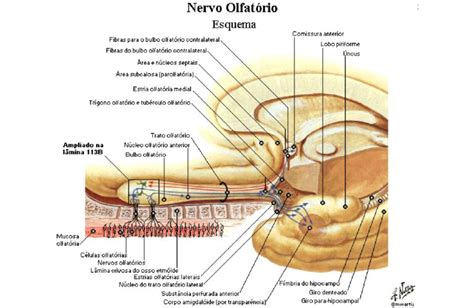 Nervos Cranianos Anatomia Papel E Caneta