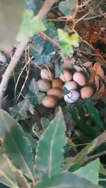 Llegan los días lindos y las Gallinas comienzan a poner mucho