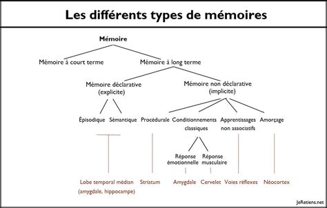 Comprendre La M Moire Comment Fonctionne T Elle Et O Les Souvenirs