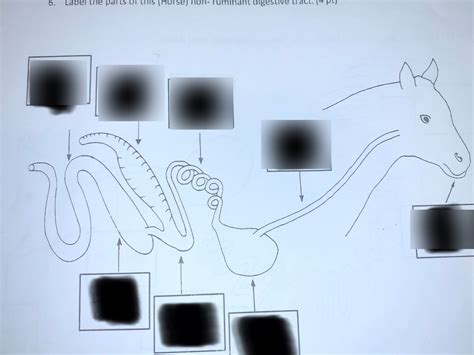 Equine Digestive System Diagram Quizlet