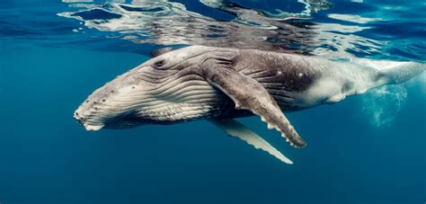 Humpback Whale Underwater