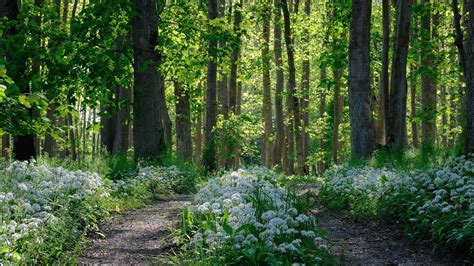 Caminho Da Floresta Flores Foto Gratuita No Pixabay Pixabay