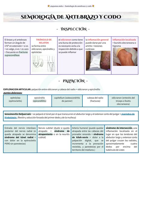 SOLUTION SEMIOLOGIA DE ANTEBRAZO CODO Studypool
