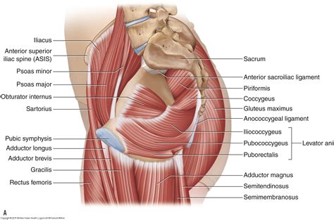 Pelvic Floor Muscles Learn Muscles
