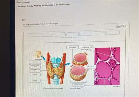 Solved Endocrine System Art Labeling Activity Anatomy And Chegg