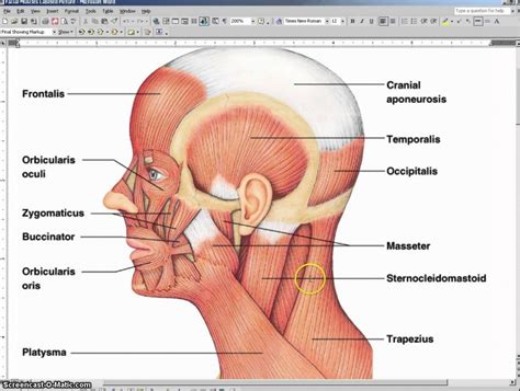 Modern Dental Assisting Muscles Facial Expression And Mastication