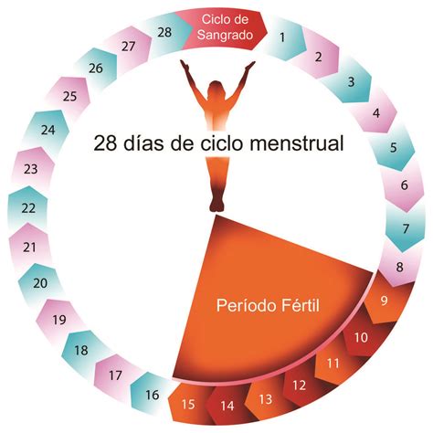 O Que é Periodo Fertil E Ovulação EDUKITA
