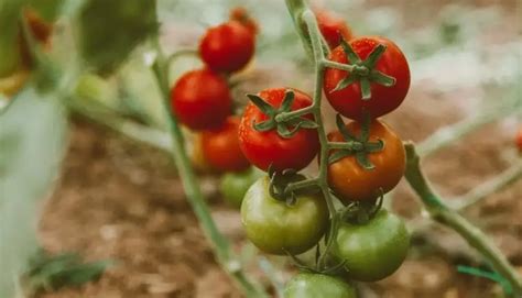Cultiva tomates con éxito temperatura ideal y cosechas abundantes