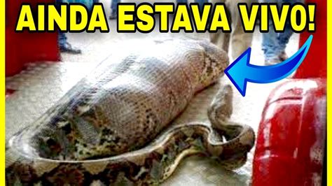 AS 10 CRIATURAS MORTAIS DA AMAZÔNIA YouTube