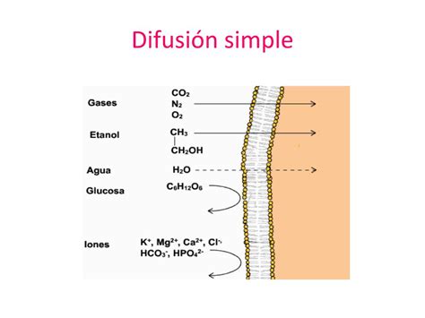 PPT MORFOLOGÍA CELULAR MEMBRANA CITOSOL CITOESQUELETO Y ORGANULOS