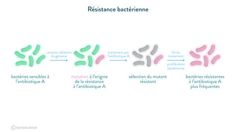 Variation génétique des bactéries résistance aux antibiotiques 1re