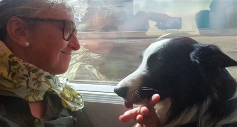 Perros de asistencia uno más en la familia Universidad Rey Juan